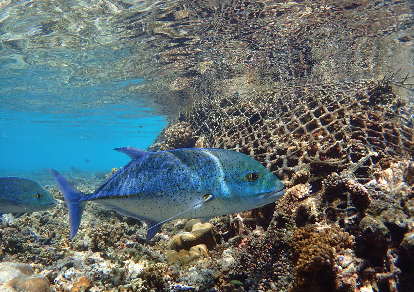 Shuga: Dive Instructor & Ocean Lover | Baros Maldives